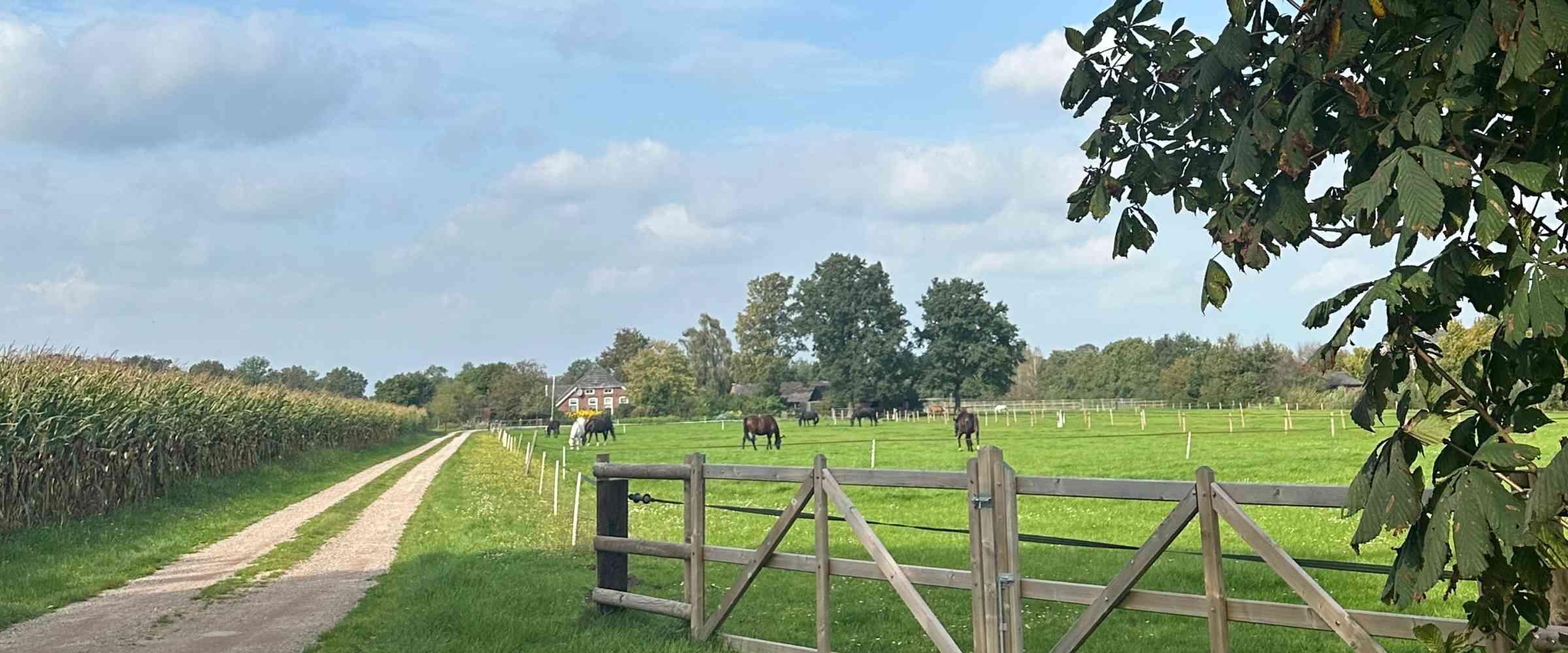 Paardenopvang Groene Wisch